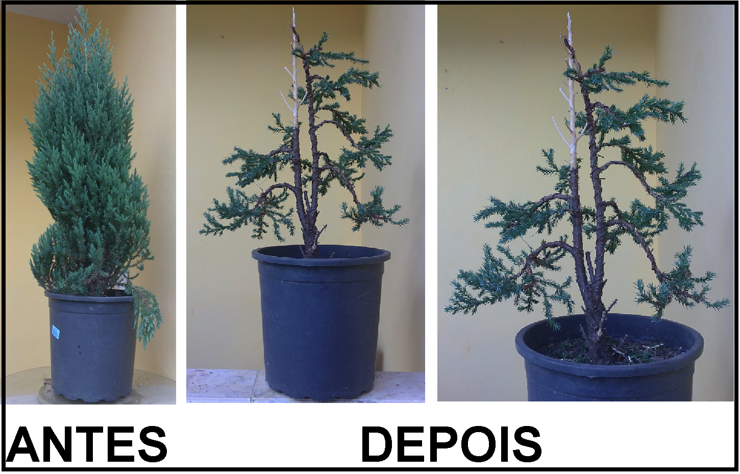 Leonardo Couto Arte Bonsai: Tuia stricta à moda alpina