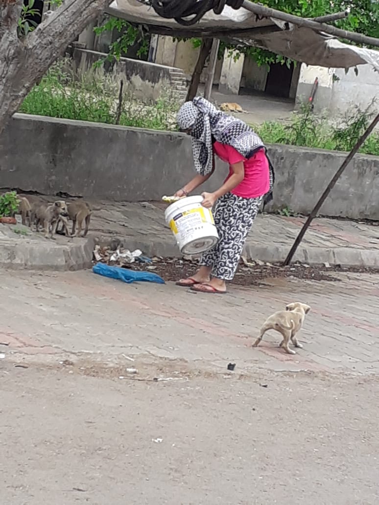 Animals Welfare NGOs In Amritsar | Adopt Trained Animals In Punjab