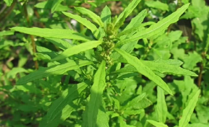 Apazote - La Herbaria