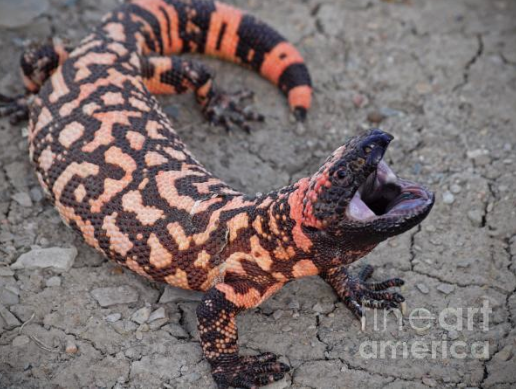 AUSTRALIAN FANTASY ADVENTURES: THE GILA MONSTER!