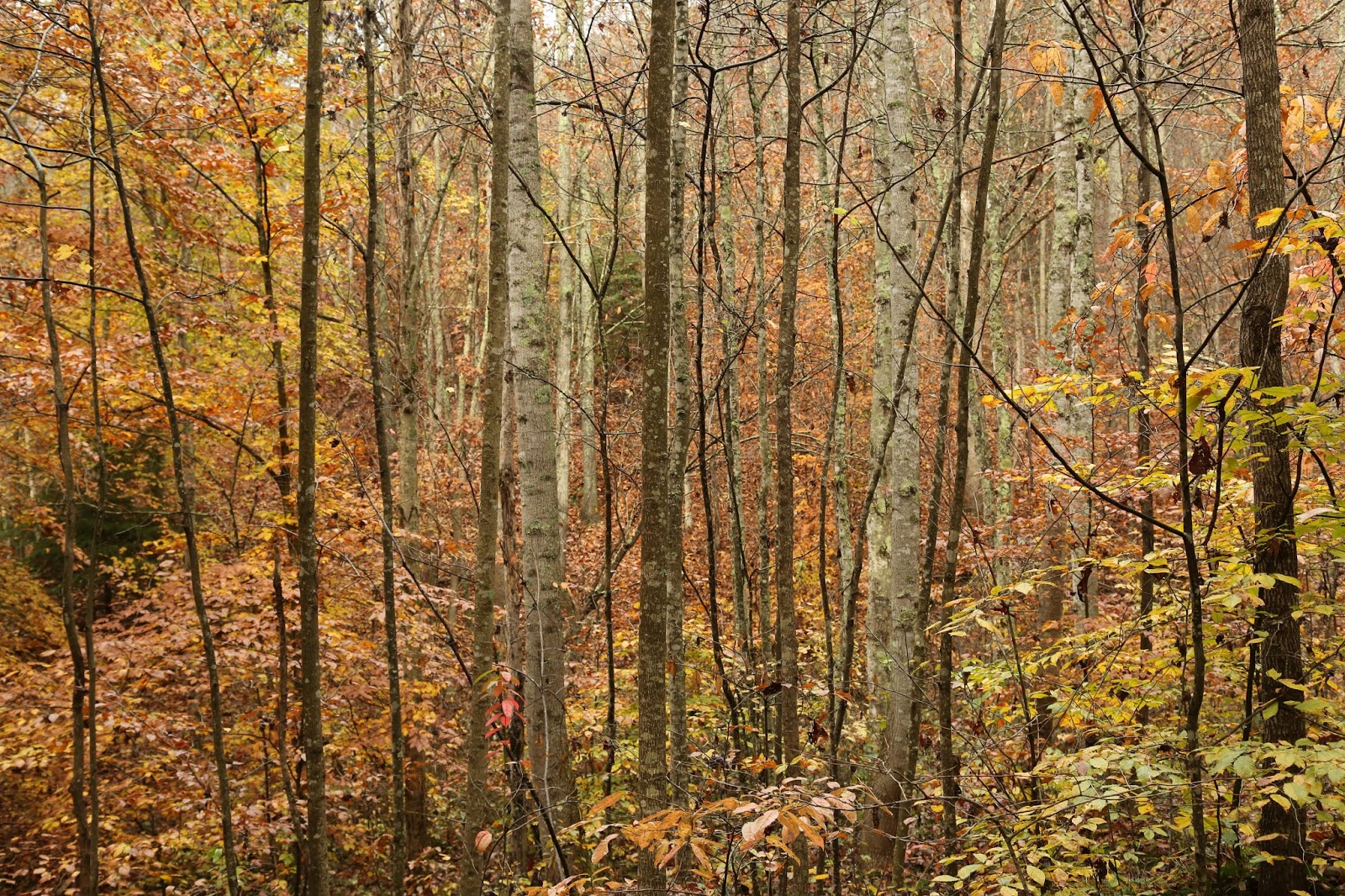 Sideway Views: Beech trees -- autumn's parting glory in eastern Kentucky