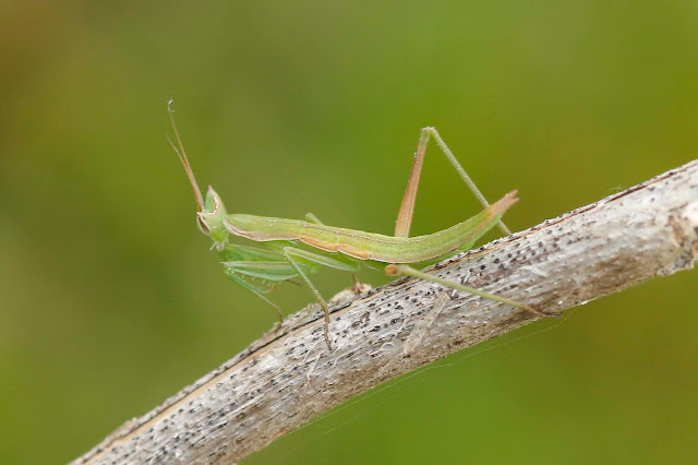 Los Ojuelos de Villarrubia de los Ojos: Nueva cita de la mantis sin ...