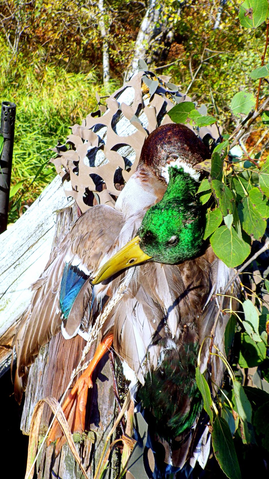 Reverend Fowl: Top solution for shotgun accuracy: Burris optics and ...