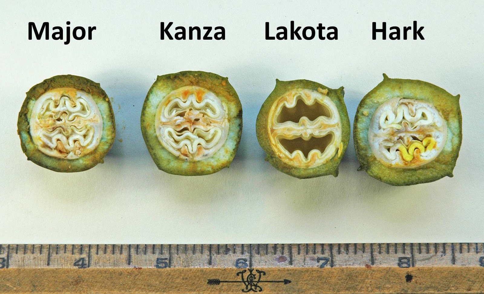 Northern Pecans: Pecan cultivars: Checking on kernel development