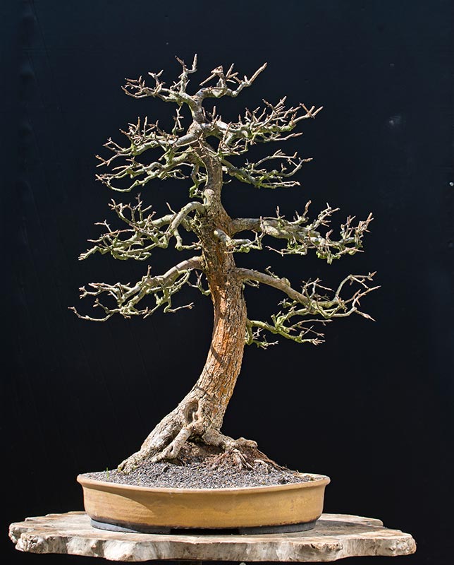 Walter Pall Bonsai Adventures: wild pear #1