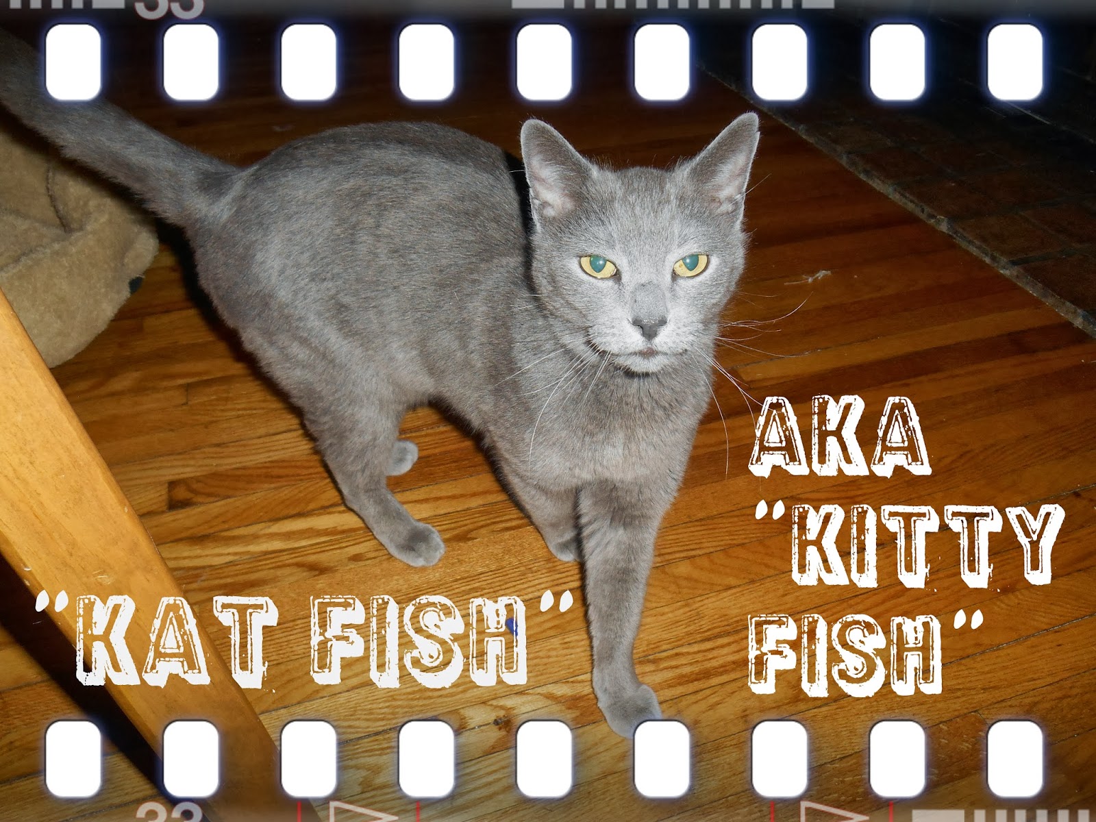 Someday I'll Sleep Autism Blogs: Introducing Kitty Fish