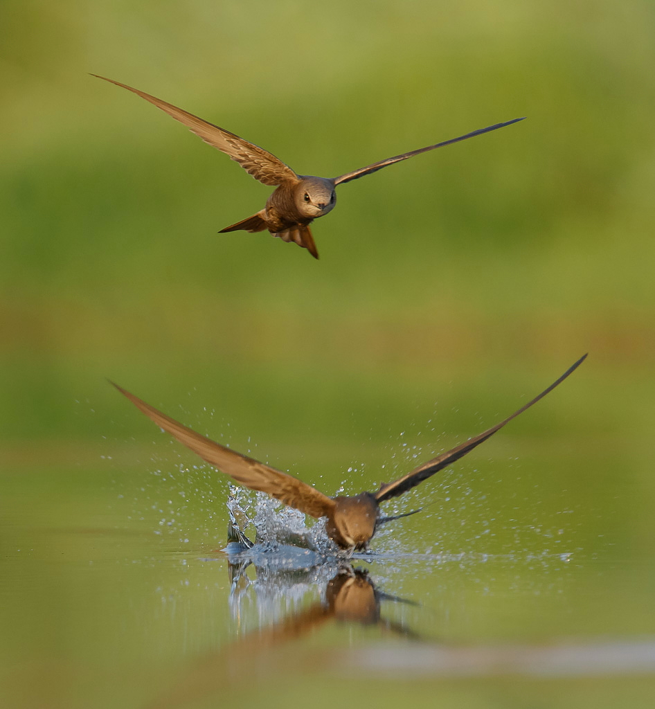 Nikos Fokas Photopraphy Blog: Red-footed Falcon (Μαυροκιρκίνεζο - Falco ...