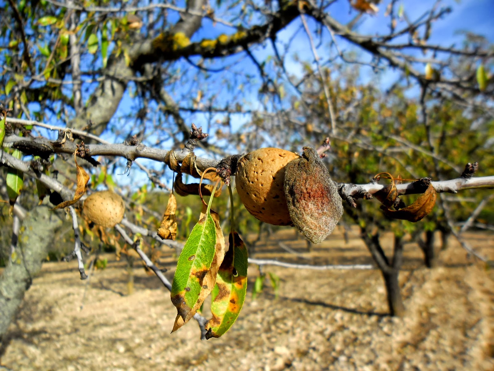Point of view: Fruit