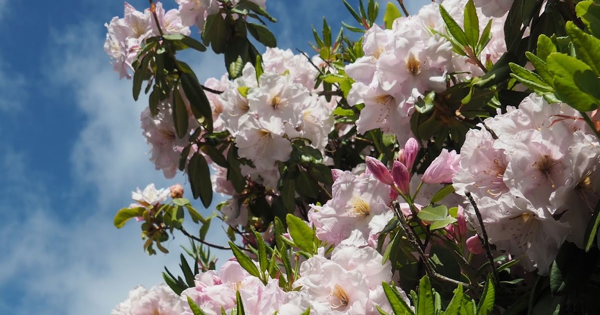 Shoreline Area News: Pink rhody