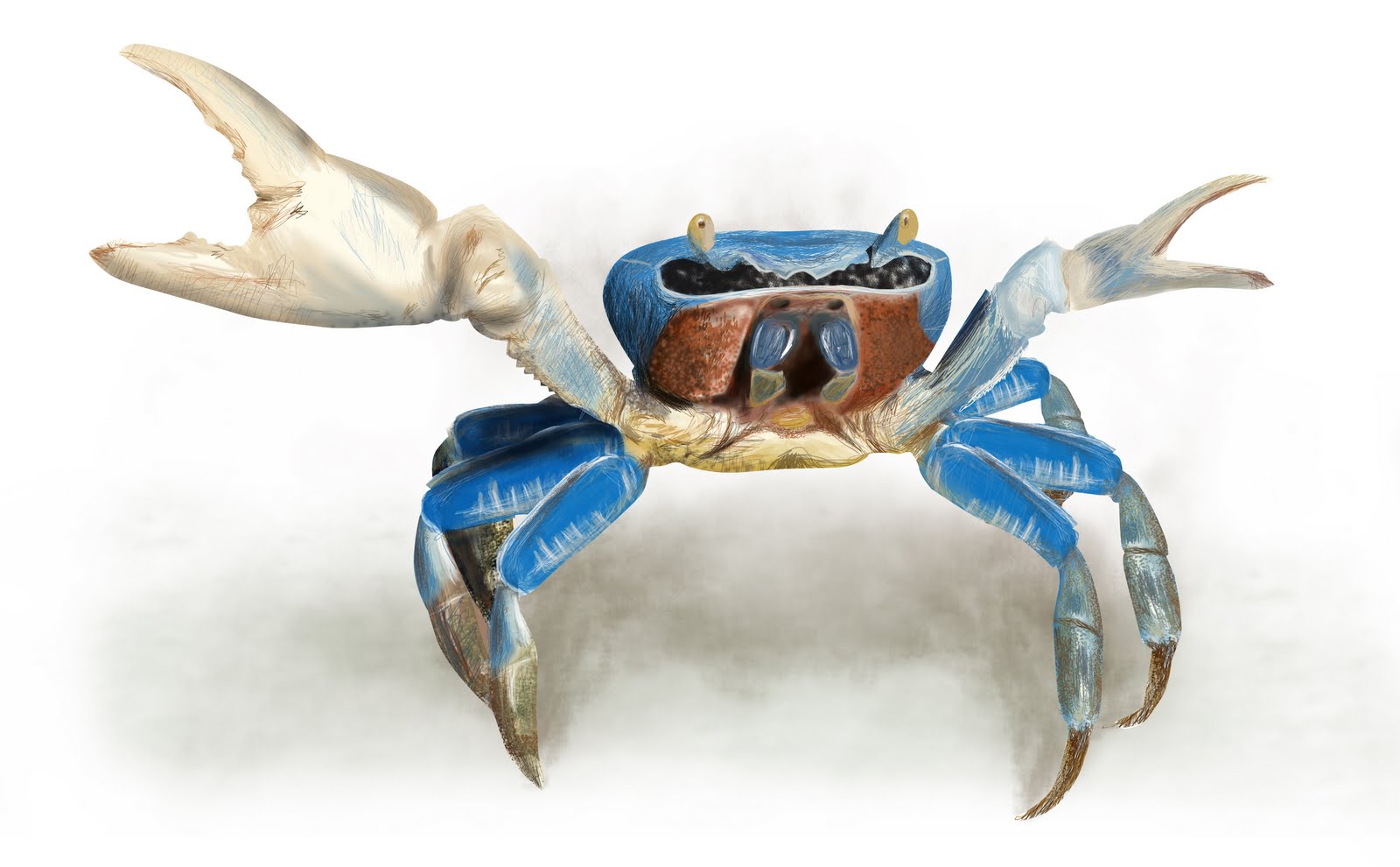 Agropecuaria Dominicana...: Cangrejo Azul