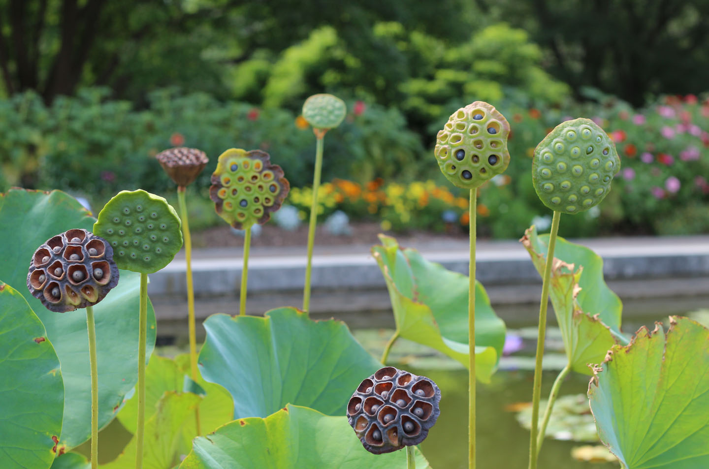 66 Square Feet (Plus): Let them eat lotus