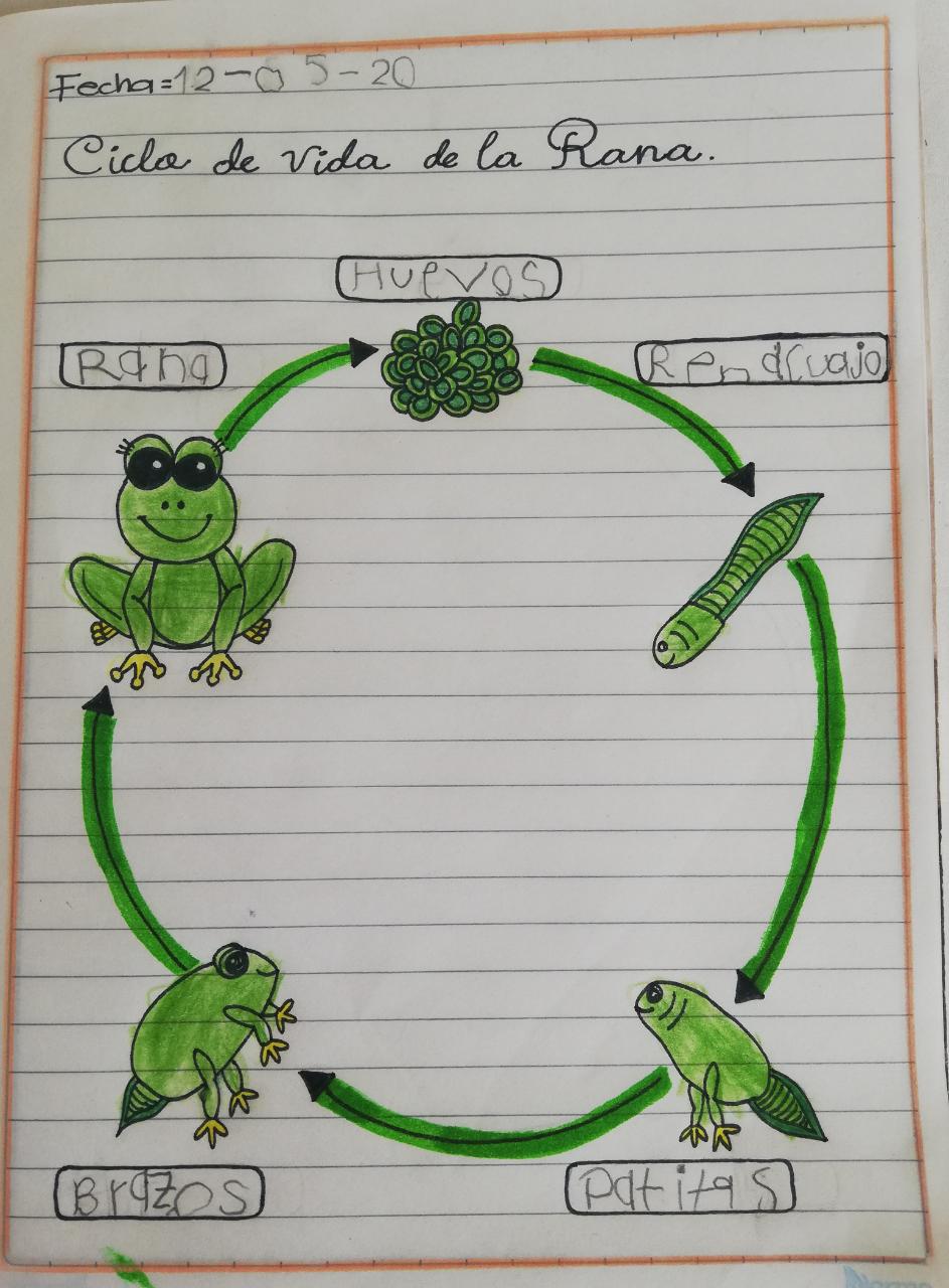 ACTIVIDADES PARA PREESCOLAR 01: El ciclo de vida de la rana. Mayo 12 de ...