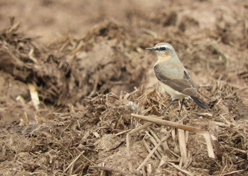 birdingexmouth: Pale Pinion and Today's Birds