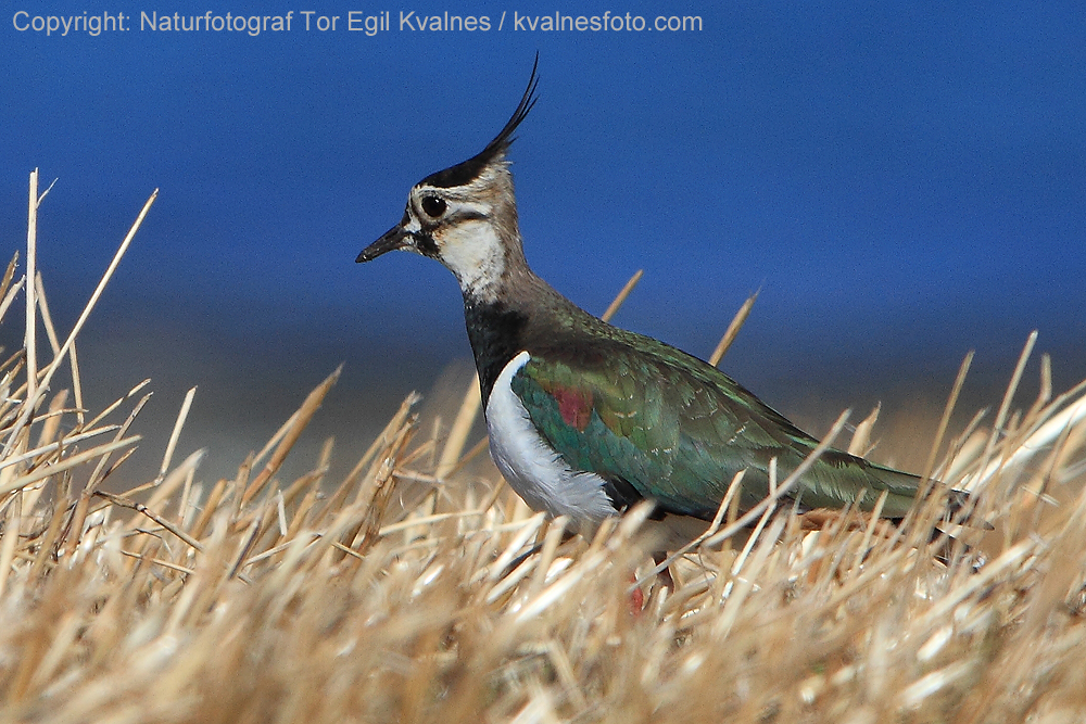 Naturfotograf Tor Egil Kvalnes: Store trekkfugler på snøfrie jorder