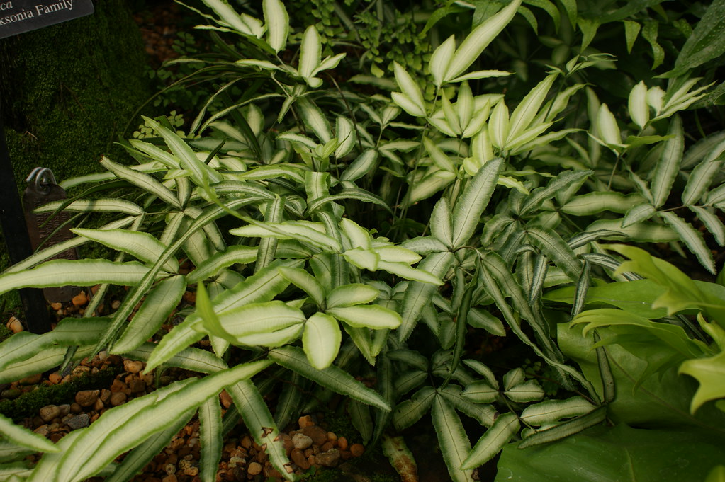 Pteris cretica - Cretan brake care and culture | Travaldo's blog