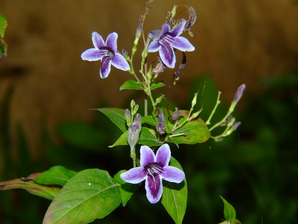 Asystasia care and culture | Travaldo's blog