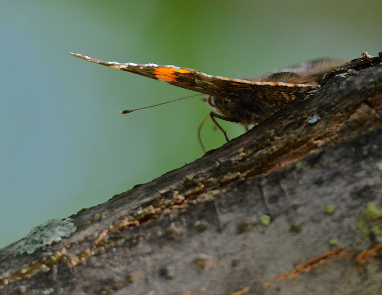 Red and the Peanut: A Red Admiral at a sap flow...