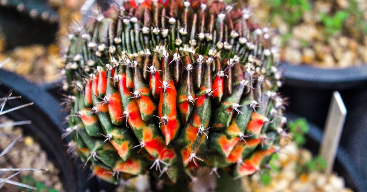 Succulents and Spikes