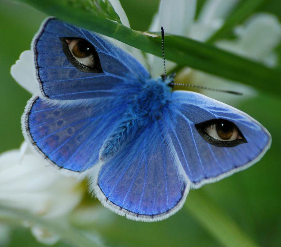 UN INSTANTE DE CAOS: "LEPIDÓPTEROS" - JAVIER SERRANO