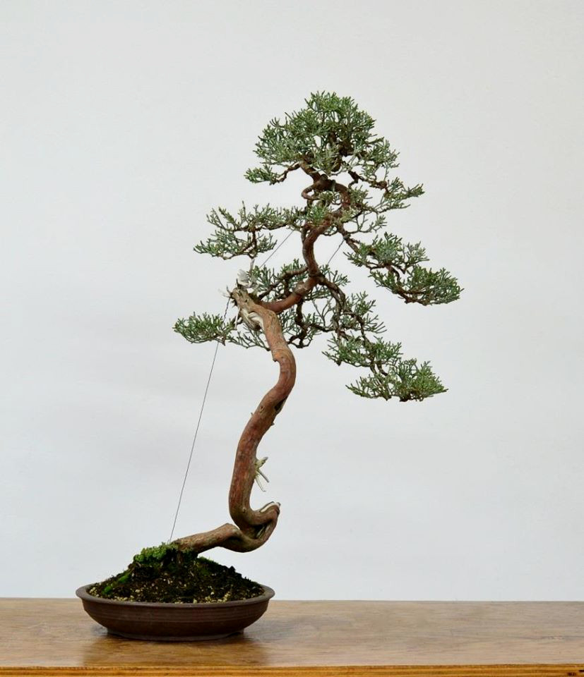 Bonsai Bunjin (Literati) Style