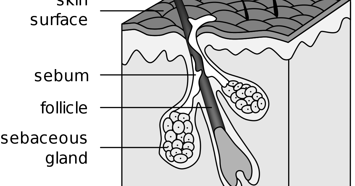Liang Folikel: Maksud, Struktur dan Kegunaannya