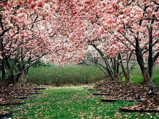 LA PRIMAVERA - Imagui