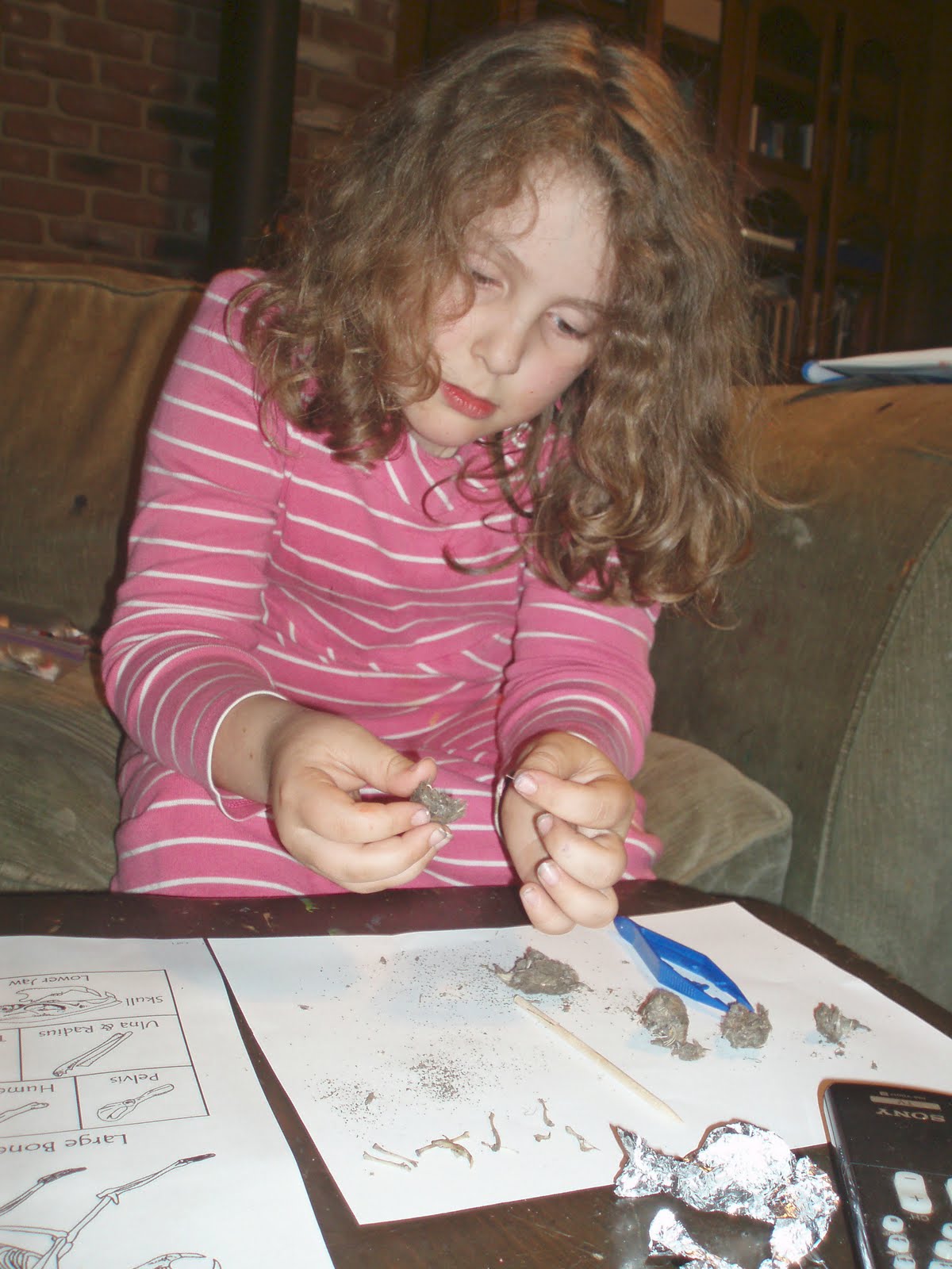 Our Small Corner: Fairy Houses and Owl Pellets...