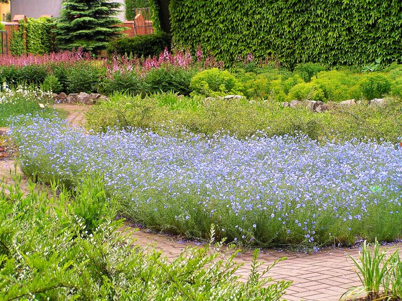 Melisa i Mięta: Rośliny lecznicze, które każdy z nas powinien mieć- część 2