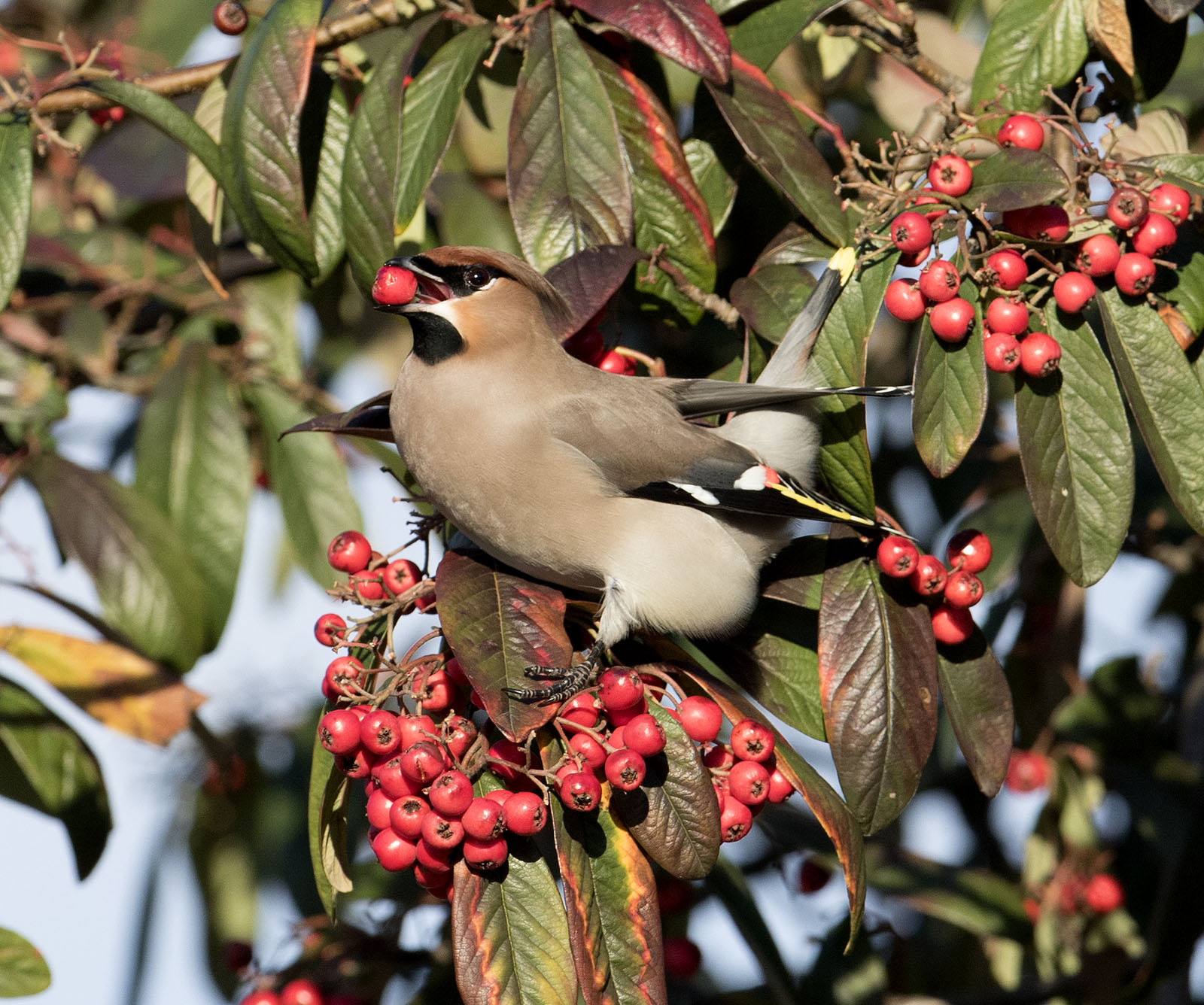 pewit: Waxwings in duff tree
