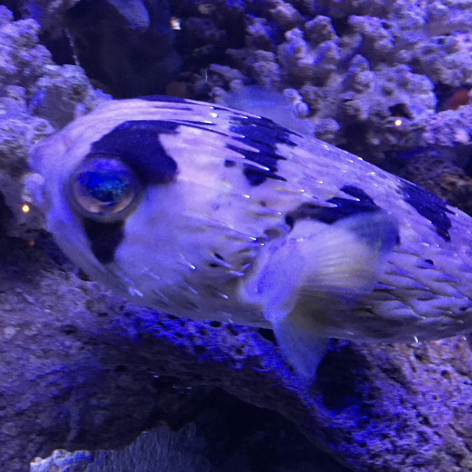 Joe's Tiki Hideaway: Pagan Idol - Fish Tank