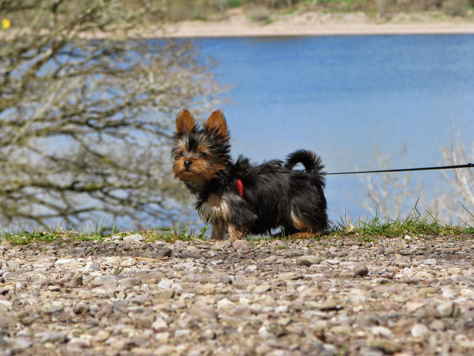Oti - Yorkshire Terrier Miniaturka