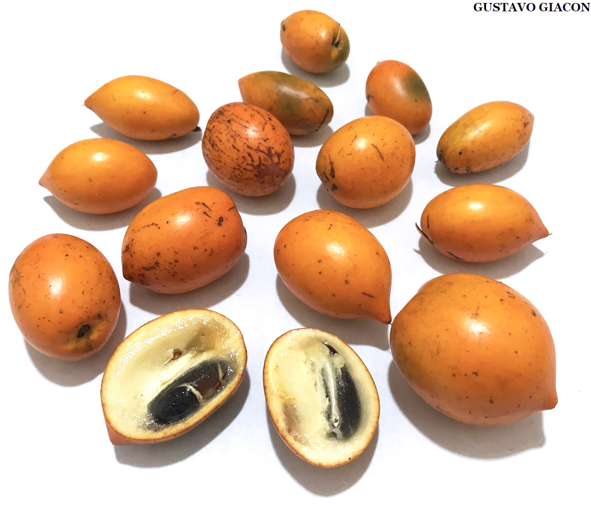 Viveiro Ciprest - Plantas Nativas e Exóticas: Abio Laranja Selvagem ...