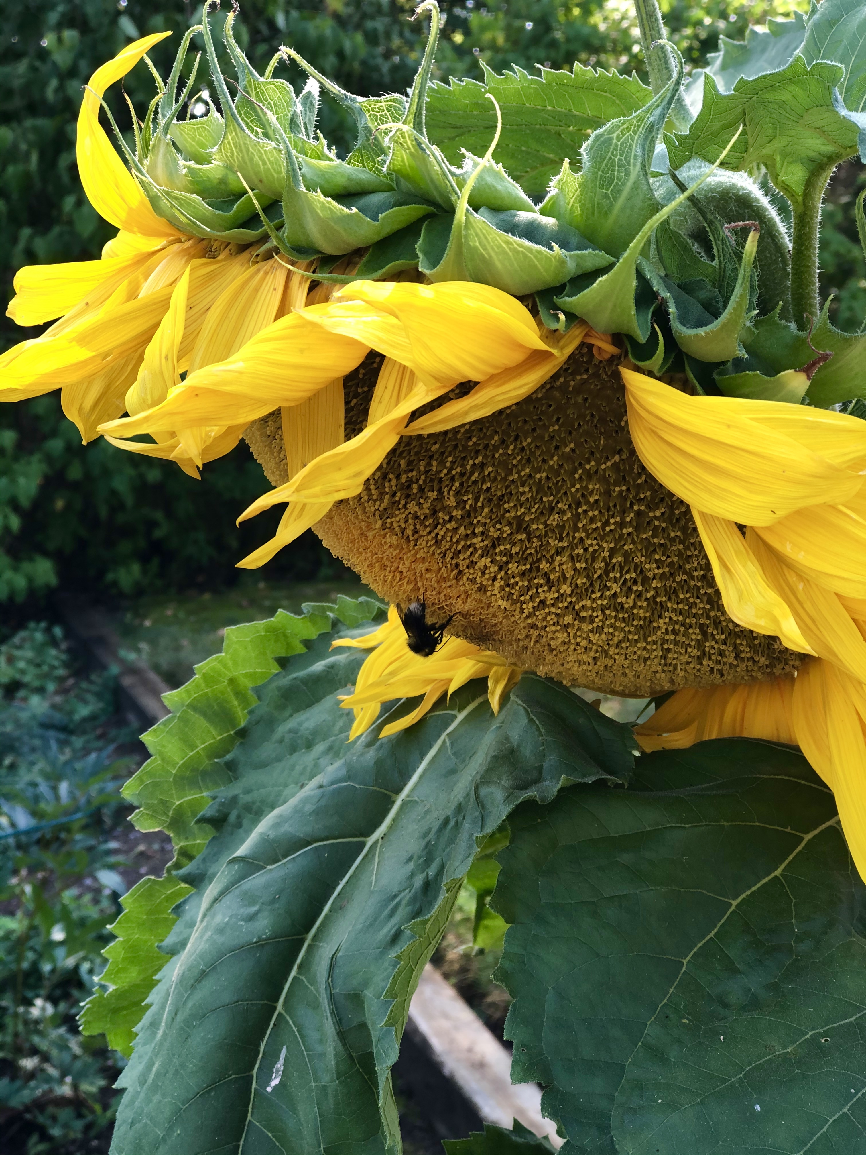 Vit Hortensia: Solros