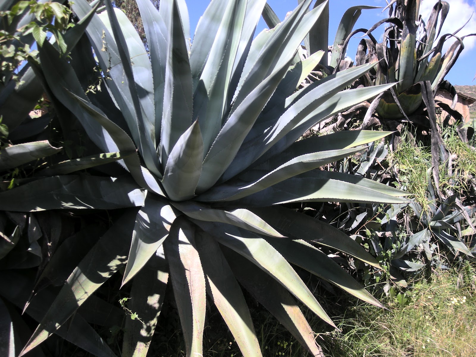 MACHE - PERÚ: FLORA SILVESTRE EN EL DISTRITO DE MACHE