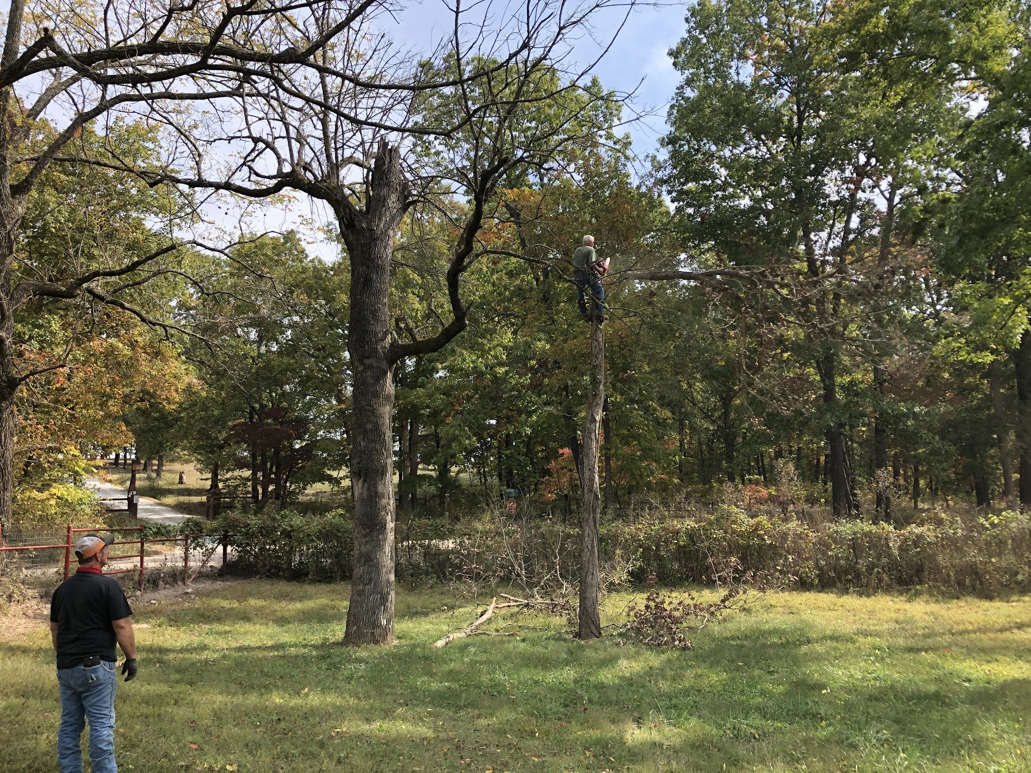 Welcome to the Whipple Wanch!