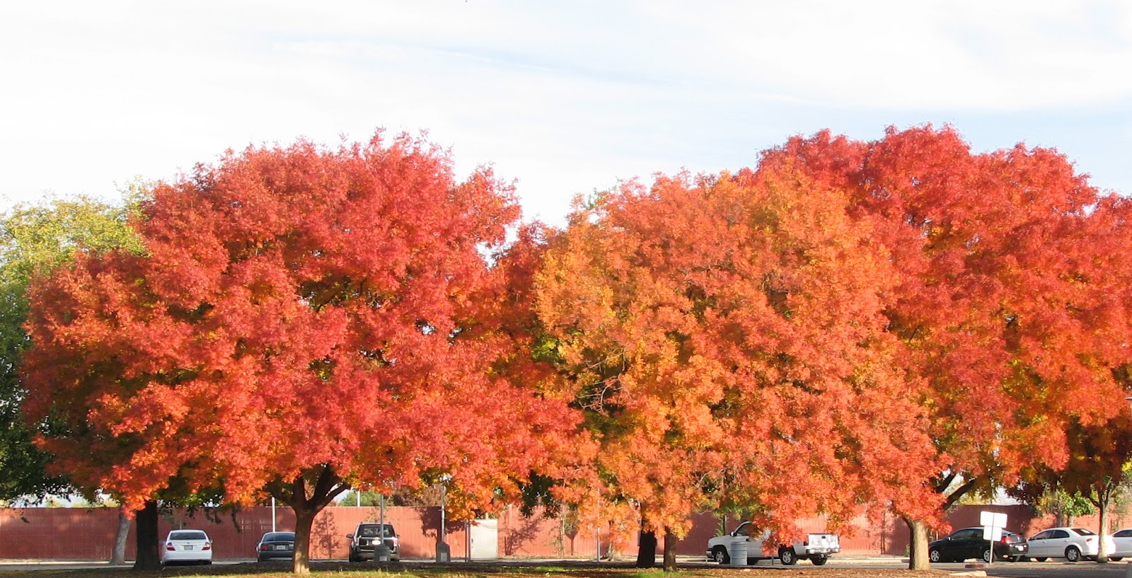 Huron County Extract: The Trees Come Down at Fresno State