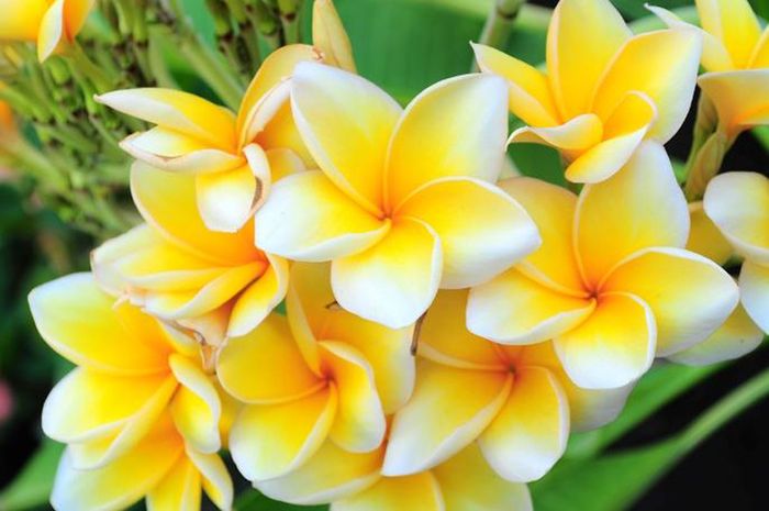 Pohon Kemboja Fosil, kamboja atau semboja (Plumeria) Tampungan Siap ...