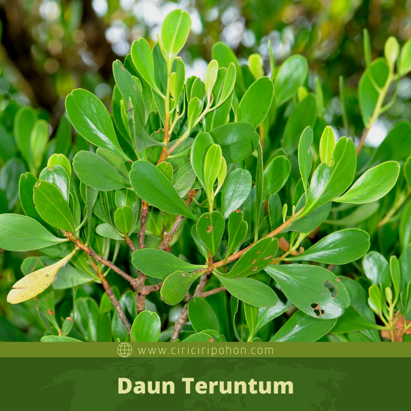 Ciri Ciri Pohon Teruntum (Lumnitzera racemosa) Di Alam Liar ...