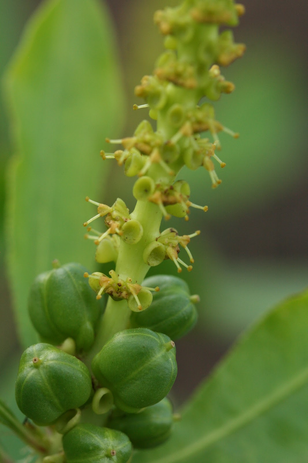 Native Florida Wildflowers: Queen's Delight - Stillingia sylvatica