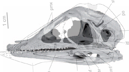 Confuciusornis Skeleton
