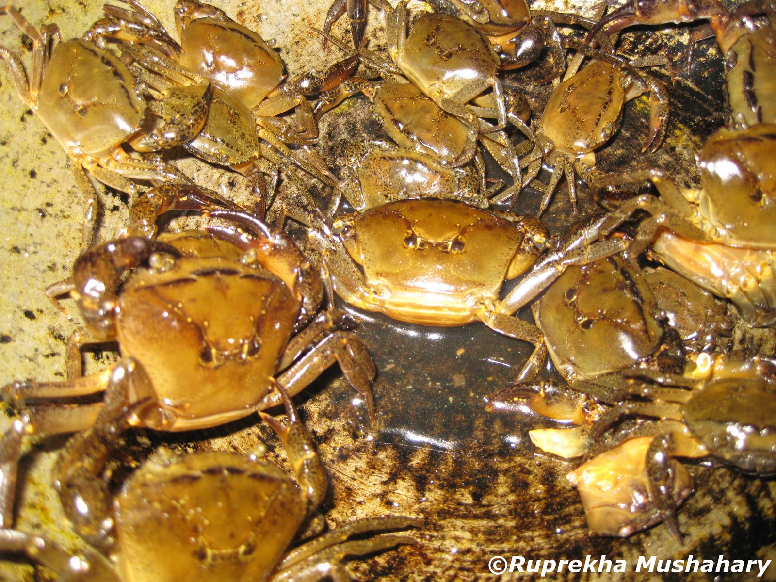 Feelings: Crabby Delight