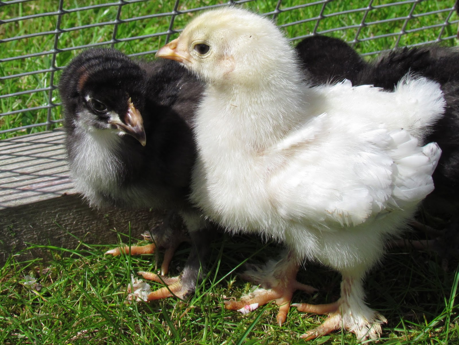 Hobbydyrenes blog: Kyllinger i løbegårdan