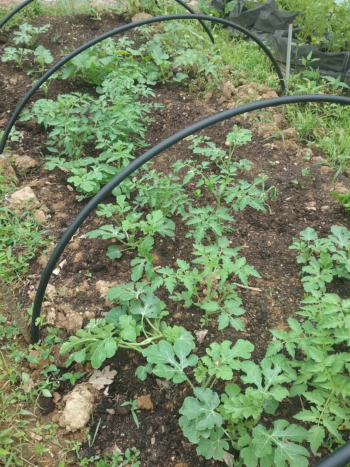 Vegans Living Off the Land: Blueberry & vertical trellis biodiverse garden