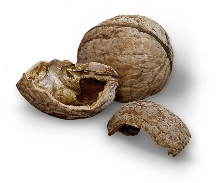 ForgetMeNot: Fruits - walnuts