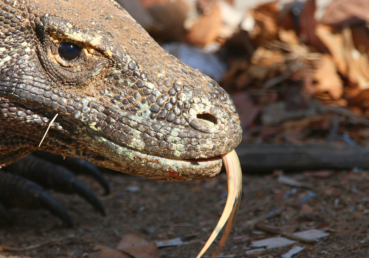 Birding Indonesia Part 6: Komodo National Park | Pitta Tours