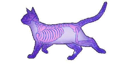 El Rincón del Pequeprofe: VERTEBRATES I: MAMMALS