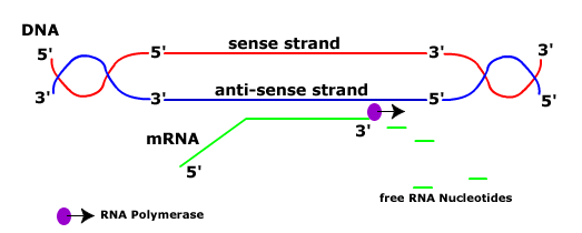 Tahapan Sintesis Protein Secara Rinci - Biologi Edukasi: Belajar Sains ...
