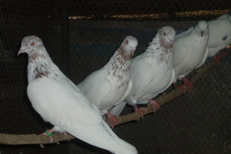 Pigeons | Kabootar Baaz | Pigeons Photos: August 2011