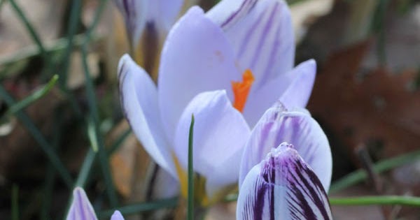 The Country Of Crocuses: Crocus biflorus (Miller) Harpke&al