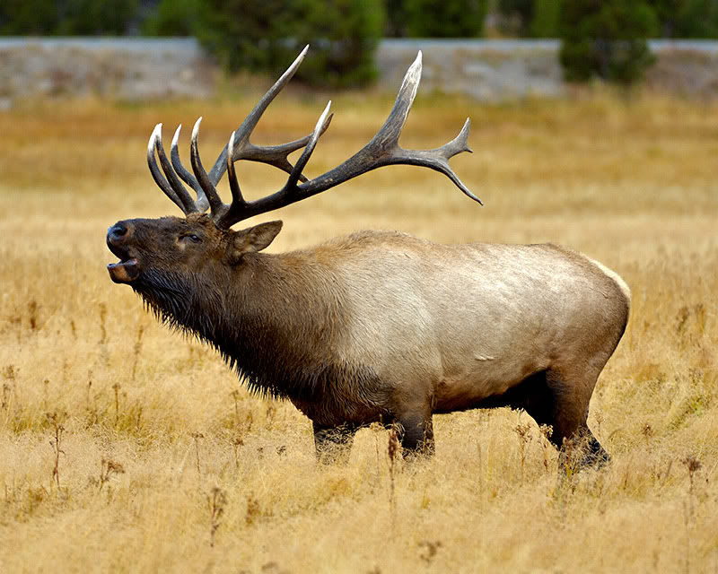 Elk elk